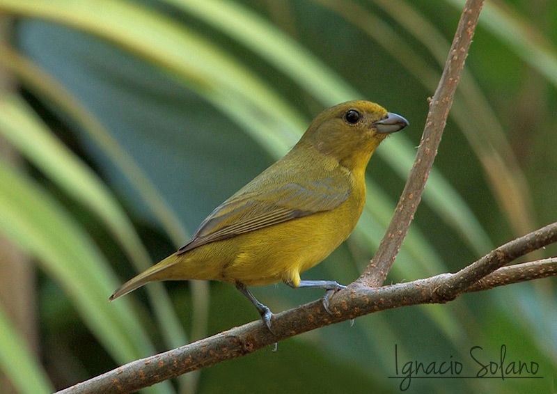 Ignacio Solano en la Selva de Misiones